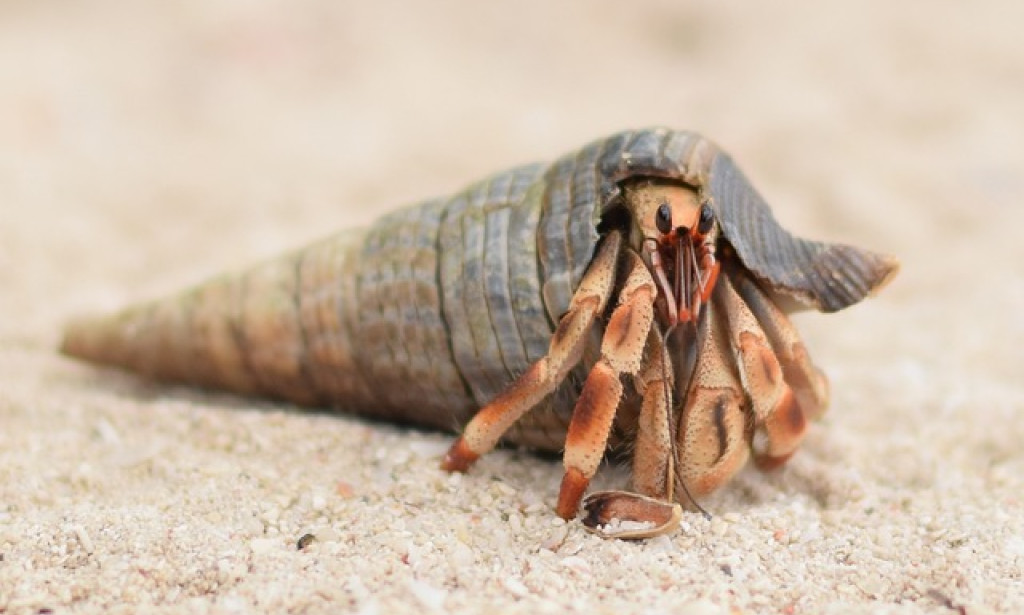 How Ancient Fossils Unveil Secrets of Earth’s Past Ecosystems